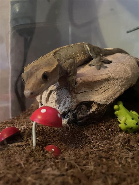 My Crested Gecko Ricky Dicky Rpetengineers