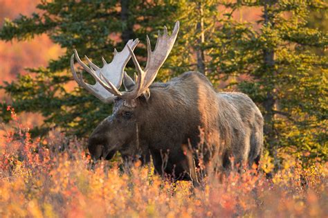 Wildlife Michigan Wildlife Council
