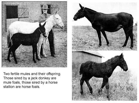 Hinny Foal Accounts Of Fertile Mules And Hinnies