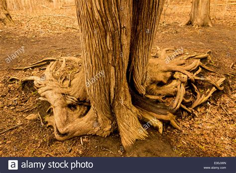 Above Ground Tree Roots High Resolution Stock Photography And Images Alamy