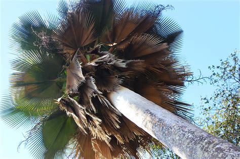 Palm Good Nature Travel Blog