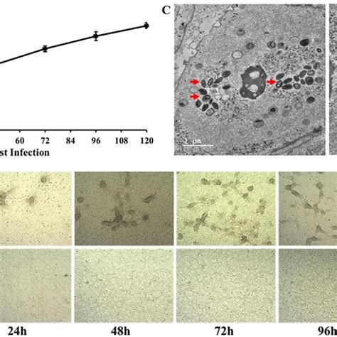 Lsdv Replicates On Mdbk Cells A B Growth Curve Of Lsdv In Mdbk Cells