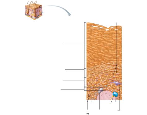 Layers Of Epidermis Quiz At Jose Hopkins Blog