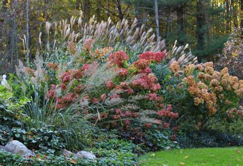 Deadheading Hydrangeas When Why And How To Cut Off Dead Blooms