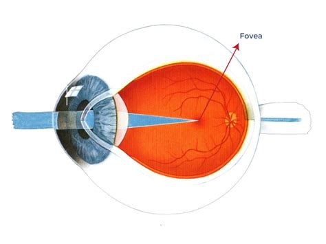 Eye Anatomy Archives Front Range Retina