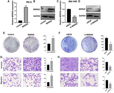 Single Cell Rna Combined With Bulk Rna Analysis To Explore Oxidative
