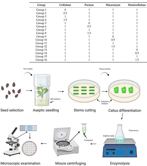 Table 1 From A Rapid And Efficient Method For Isolation And Transformation Of Cotton Callus