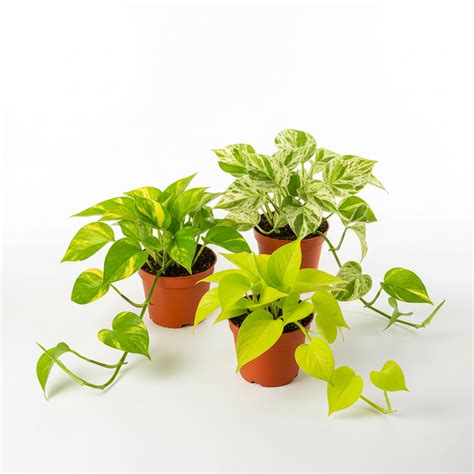 Pothos 3 Pack Easy Care Air Purifying Trailing Plants For Delivery