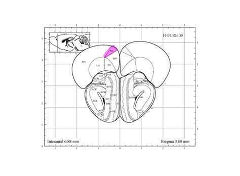 An Animated  Of The Mouse Mpfc R Neuro
