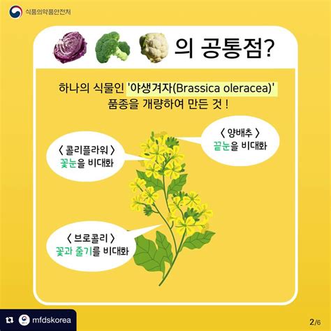 해운대구 어린이•사회복지급식관리지원센터 리그램 Repost From Mfdskorea 양배추 브로콜리 콜리플라워가 형제🥦 떡볶이 볶음요리 샐러드 등에