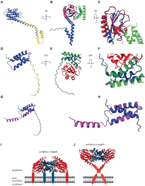 A Alphafold Colab Prediction Of Complete Holin T Structure The Download Scientific Diagram
