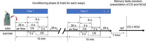 Sex And Lifestyle Dictate Learning Performance In A Neotropical Wasp