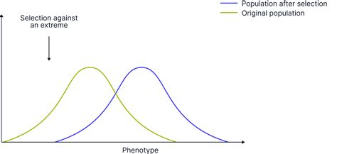 Stabilising Directional Recap Disruptive Selection Aqa A Level Biology