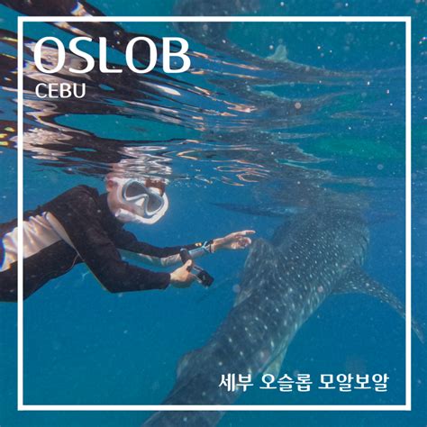 세부 오슬롭 고래상어 투어 비용 세부 모알보알 호핑 후기 네이버 블로그