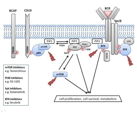 10 The Bcr Signalling Cascade And Targets Under Evaluation In Mcl