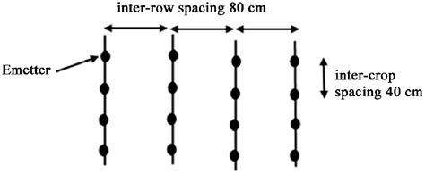 Row And Crop Spacing Download Scientific Diagram