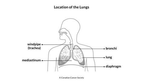 The Lungs Canadian Cancer Society