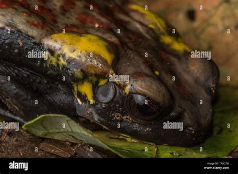 Smooth Sided Toad Rhaebo Guttatus Releasing A Poisonous Substance