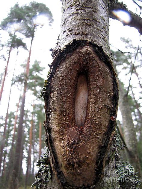 Treefuckers