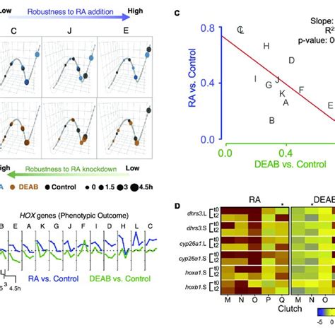 efficient ra signaling robustness following transient physiological