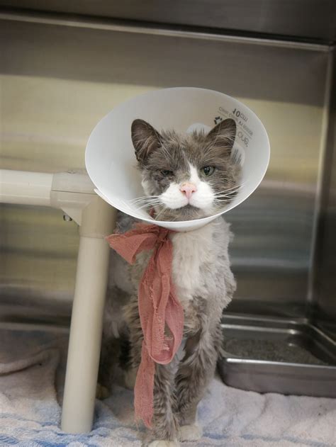 Hsppr Homeless Cat Finds Home Eye Saved After Rescue Fox21 News