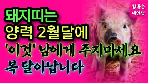 돼지띠는 이번달에 이것 남한테 주면 큰일납니다💝돼지띠들은 이것 선물하면 큰 복 되돌려받습니다 돼지띠운세 돼지띠말년운 돼지띠금전운 풍수지리 Youtube