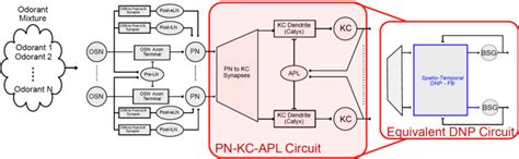 Model Of Odorant Mixture Processing In The Early Olfactory System And Download Scientific