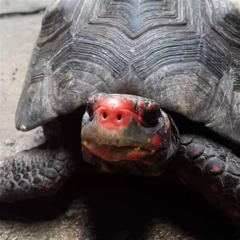 30 Years Later A Missing Turtle Was Found In The Attic Still Alive