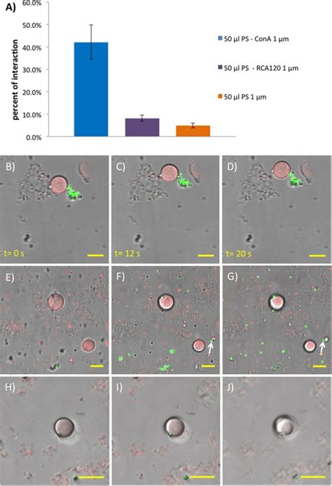 Giant Polymersome Protocells Dock With Virus Particle Mimics Via Multivalent Glycan Lectin