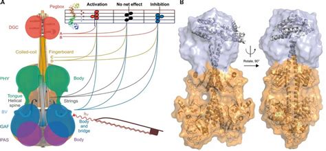 Schematic Model Of Signal Integration Pathways In Phytochrome Linked