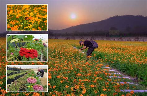 កម្ពុជា ត្រៀម នាំ ចេញ ផ្លែ ដូង ស្រស់ ទៅ ចិន ខណៈ ក្រសួង ប្រាប់ ម្ចាស់ ចំការ ចម្ការ រួស រាន់ ចុះ