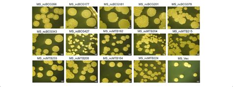 Single Colony Morphology Of Candidate Srnas Overexpressing Download Scientific Diagram