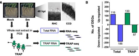 Reprogramming Of Root Cells During Nitrogen Fixing Symbiosis Involves