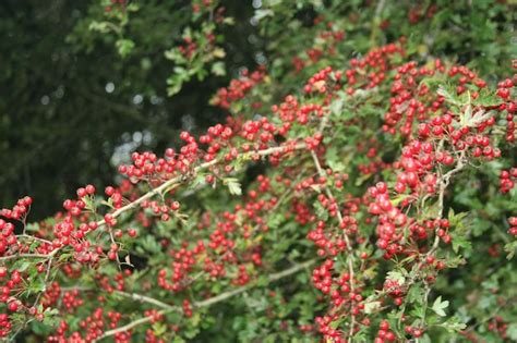 Premium Photo Red Berries On Trees