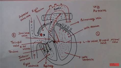 How To Draw The Internal Structure Of The Heart With Pictures