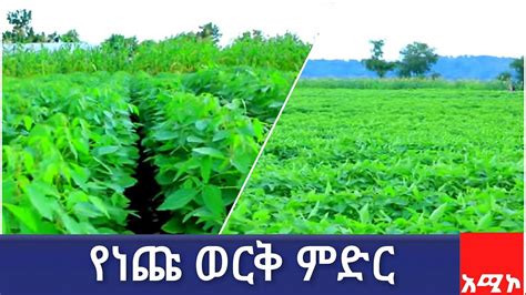 የነጩ ወርቅ ምድር Youtube