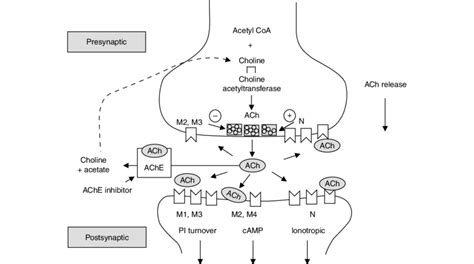 Neurotransmitters Acetylcholine Brain Engineering Laboratory