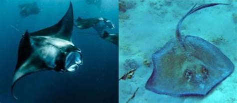 Manta Ray Vs Stingray Main Differences Ocean Info