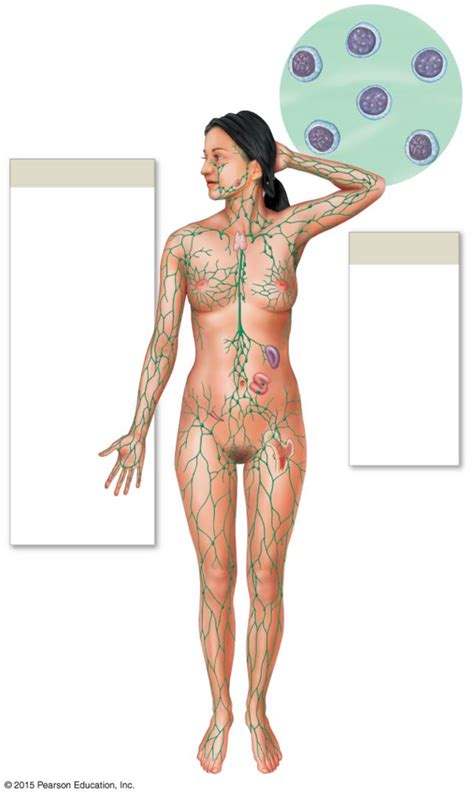 Lab Lymphatic System Diagram Quizlet