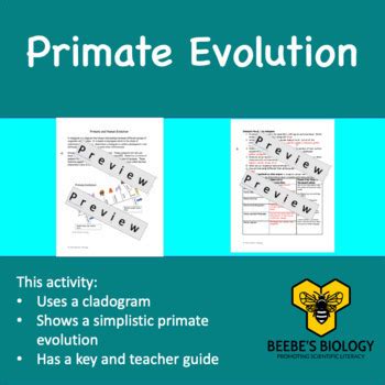 Primate Evolution Activity By Beebe S Biology Teachers Pay Teachers