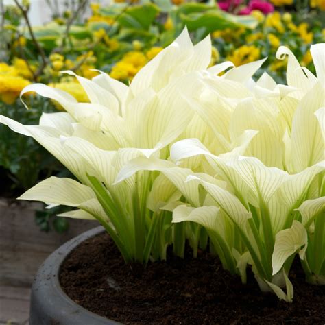 Hosta White Feather Beautiful Perennial Plant