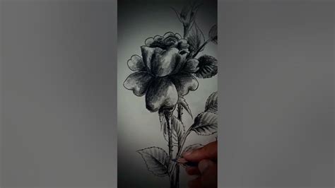 গোলাপ ফুলের পেন্সিল স্কেচ Youtube