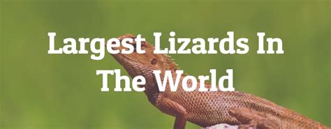 8 Largest Lizards In The World