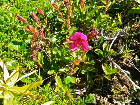 Kamchatka Rhododendron Project Noah