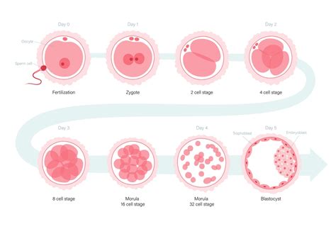 What Is A Blastocyst A Key Stage In Ivf Blog