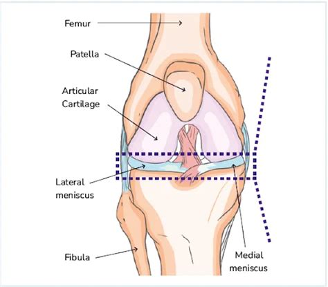 Knee Anatomy Sulcus Terminalis