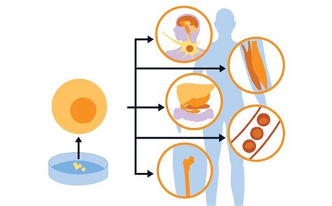 Stem Cell Monitoring Axion Biosystems