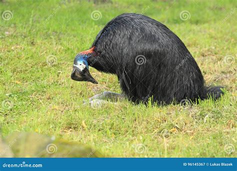 The Dwarf Cassowary Casuarius Bennetti Also Known As Bennett`s