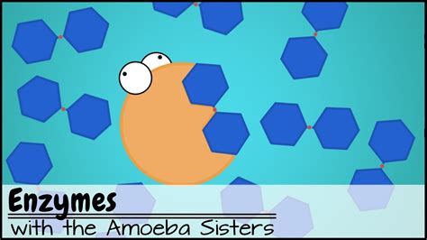 Enzyme Substrate Complex Animation