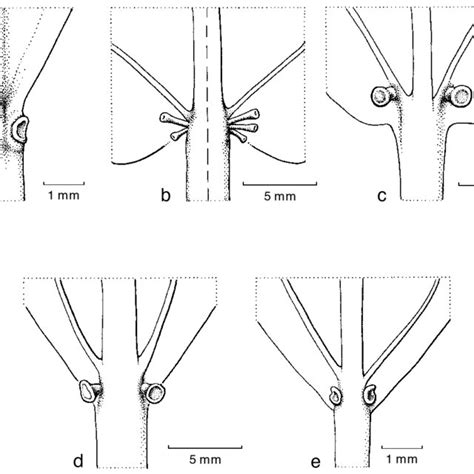 Different Types Of Leaf Glands A Croton Heterocarpus Glands Sessile